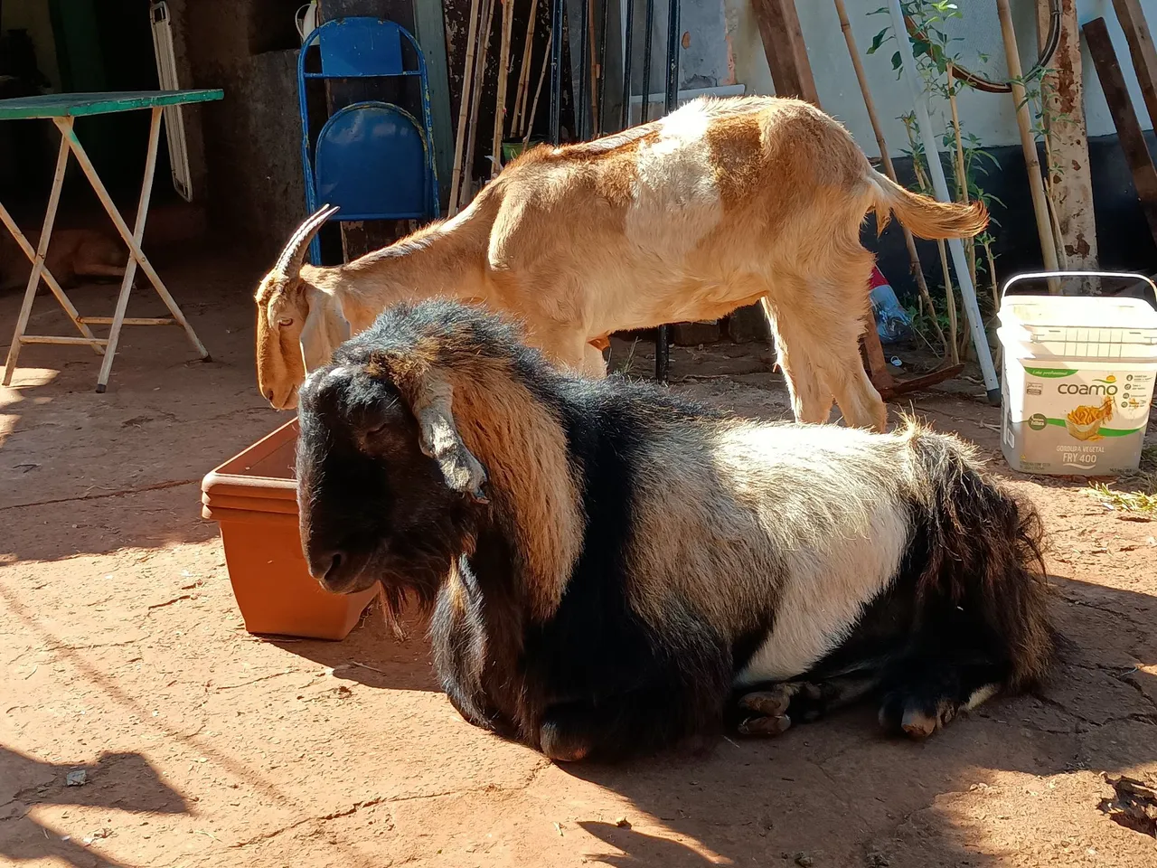 "cabras e cabritos" no Brasil