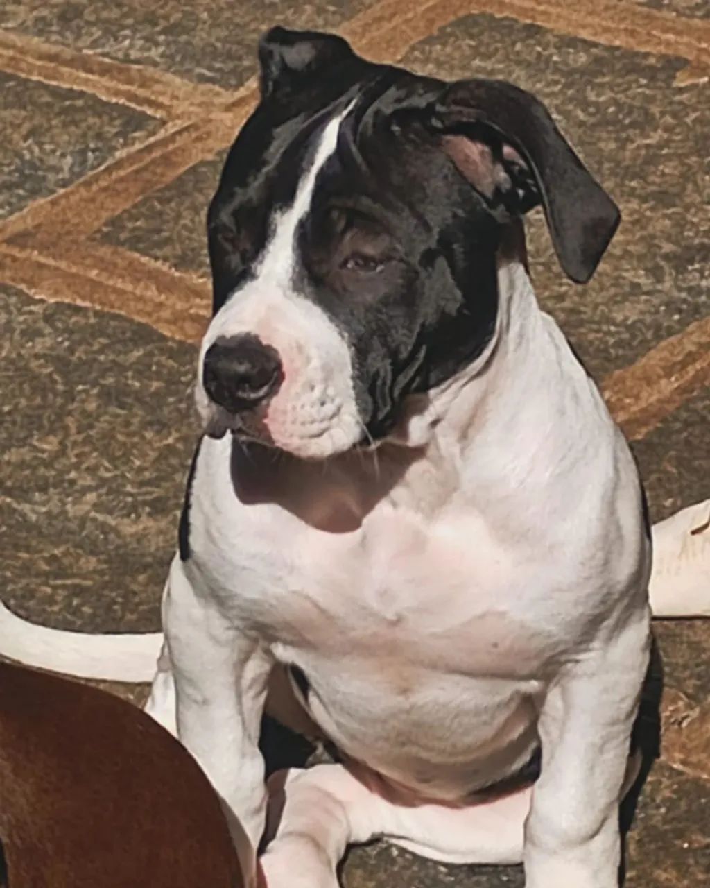 Pit Monster - Monster Bull - Filhotes - Fêmeas - Cachorros - Carlos ...