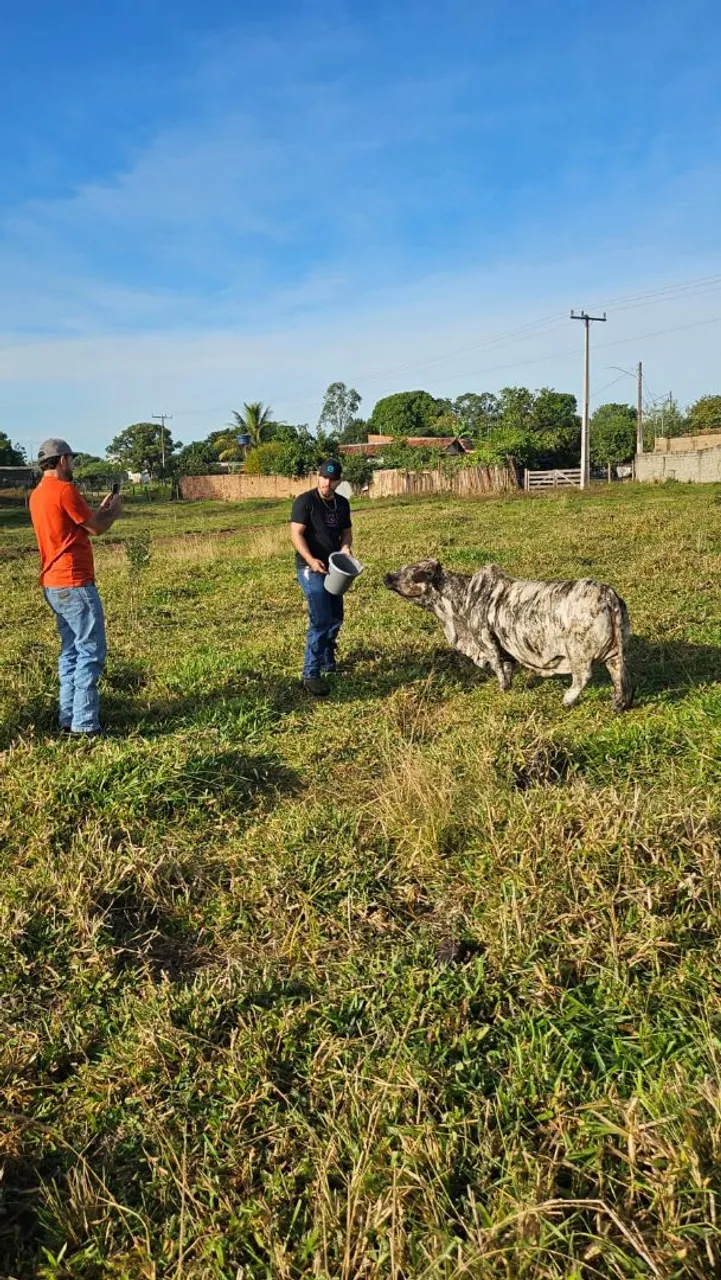 "mini vaca" - Animais para agropecuária no Brasil