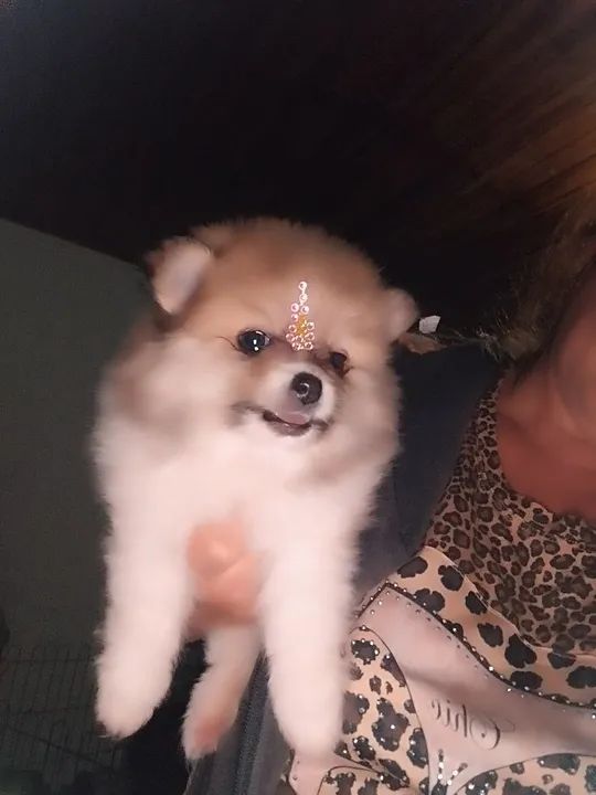 Filhote de Spitz Alemão fêmea anã - Cachorros - Jardim São Cristóvão ...