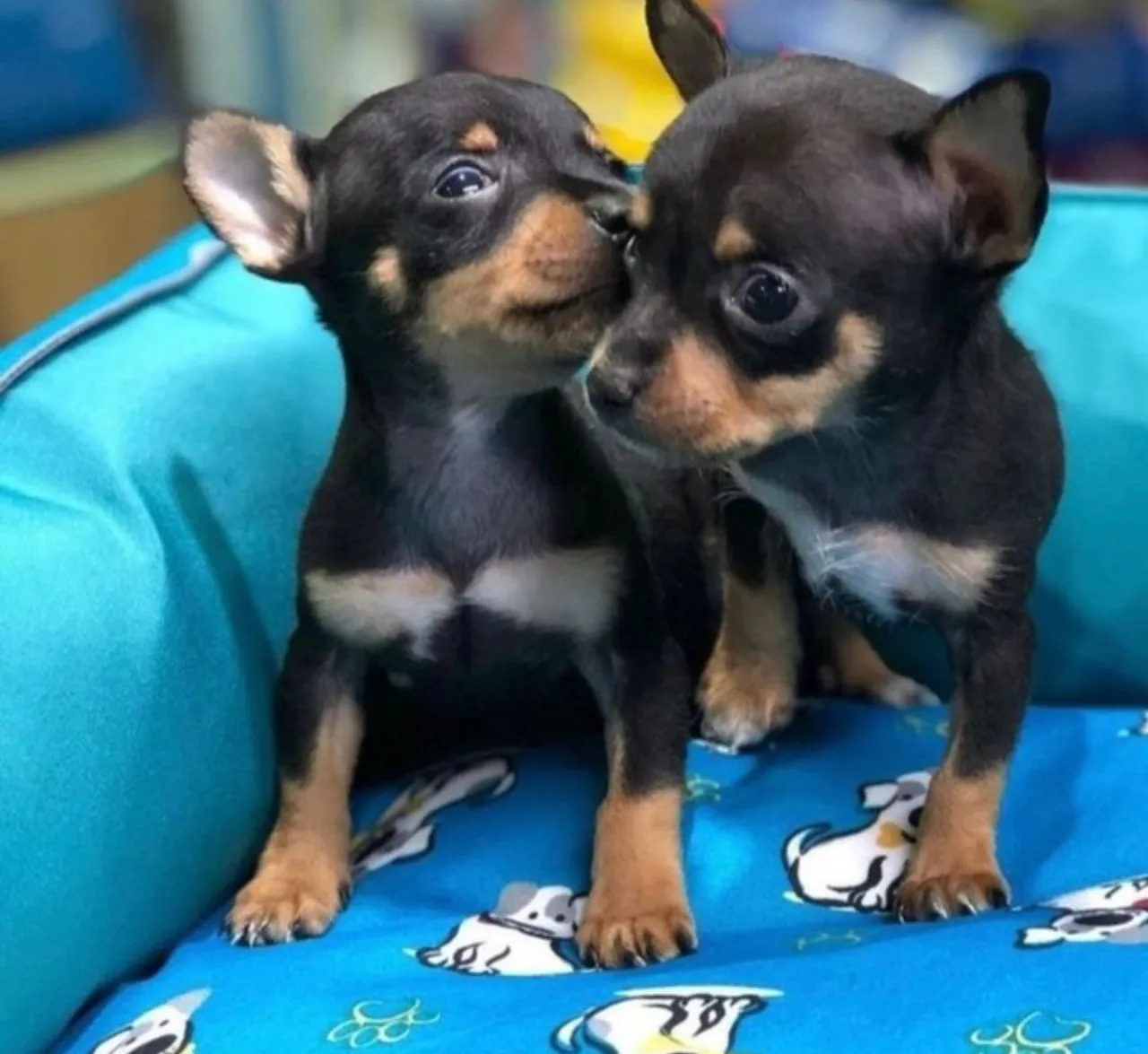"pinscher 0" - Cachorros no Brasil