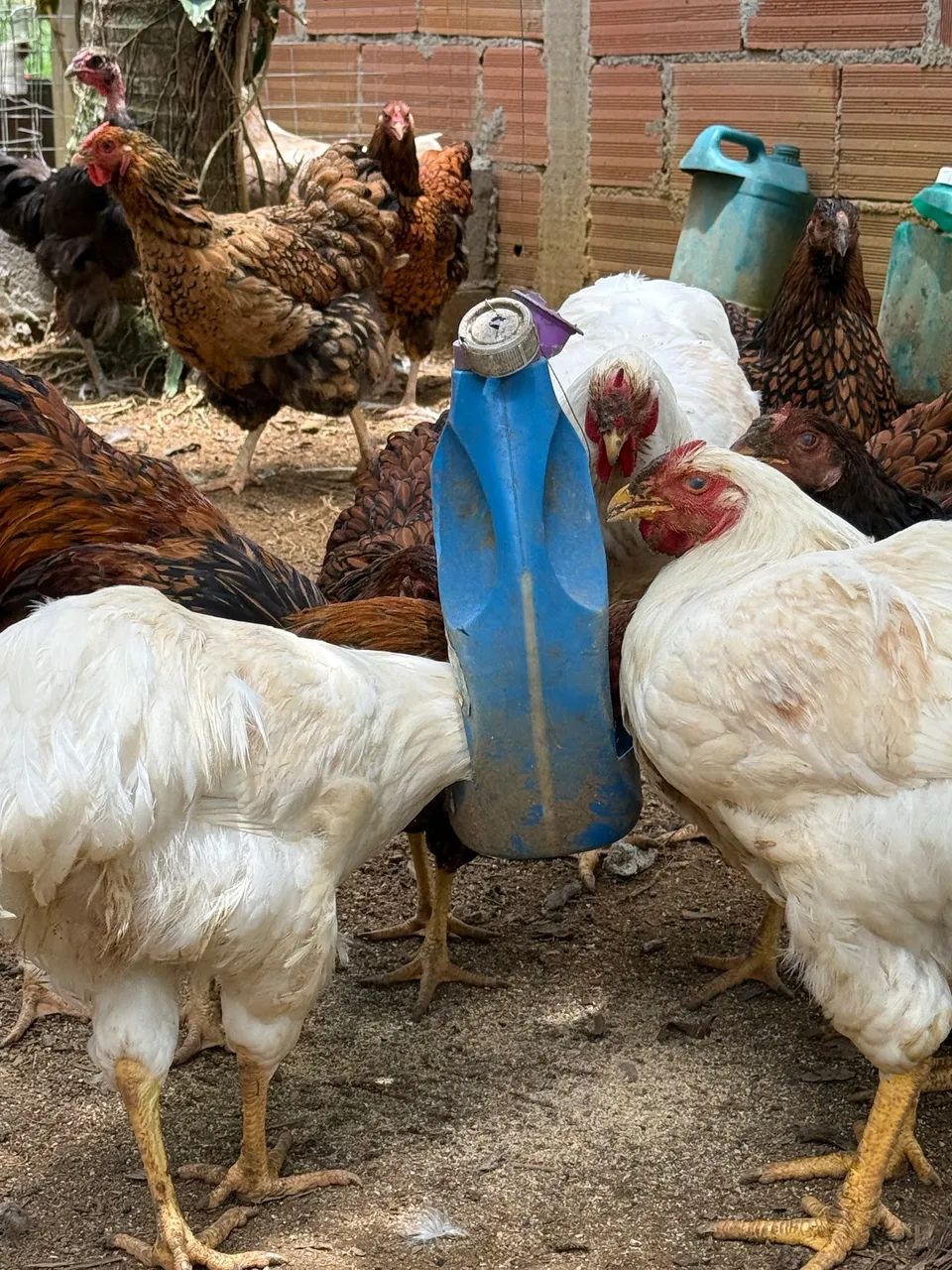 Frango Wyandotte branco - Animais para agropecuária - João Neiva ...