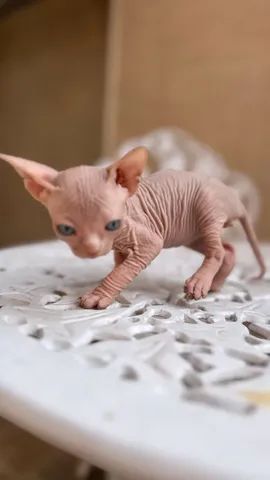 Filhote sphynx | +92 anúncios na OLX Brasil