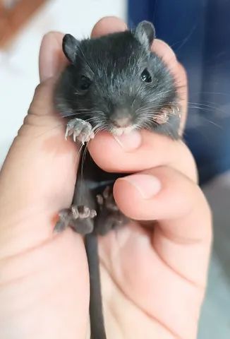 "filhote de esquilos" no Brasil