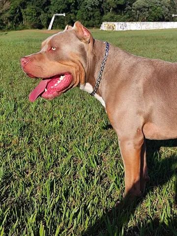 "pit monster cobertura" no Brasil