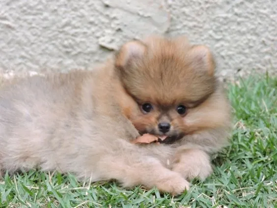 "spitz alemao pequeno" - Cachorros no Brasil