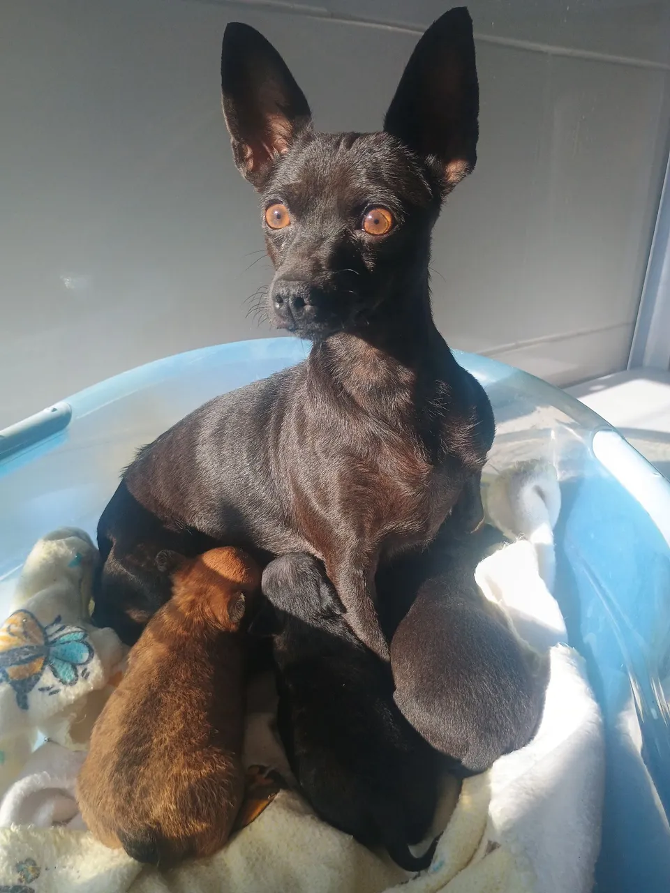 "cachorro pinscher 1" - Cachorros no Brasil