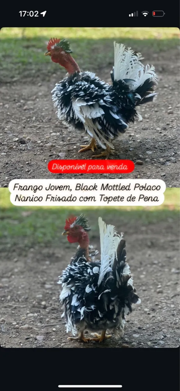 "mini garnizes" no Brasil