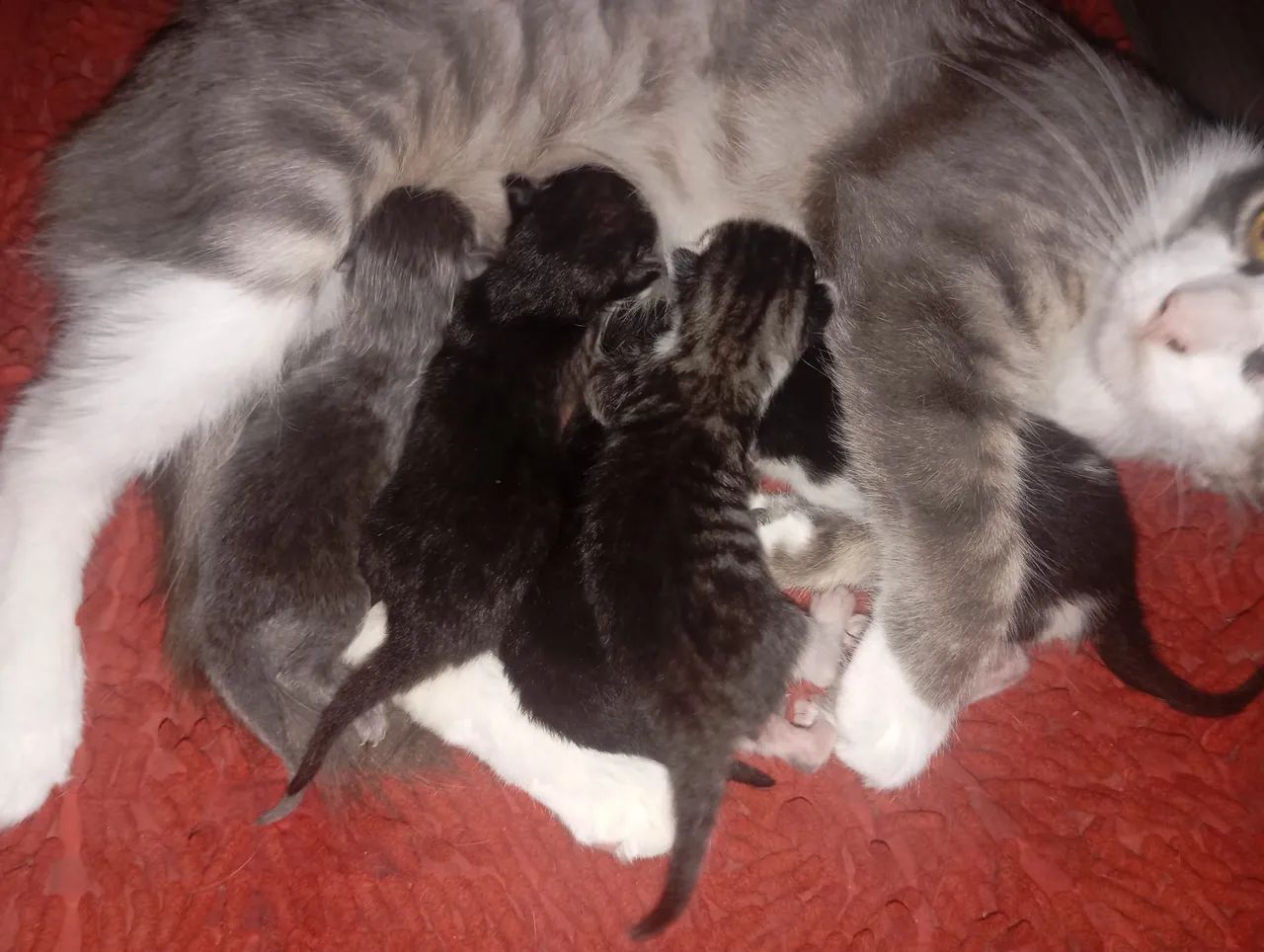 Animais estimação - Gatos - José de Anchieta, Serra 1465174069 | OLX