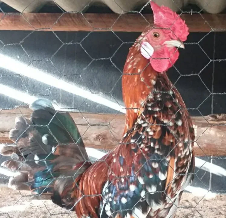 "garnizes nagasaki" no Brasil