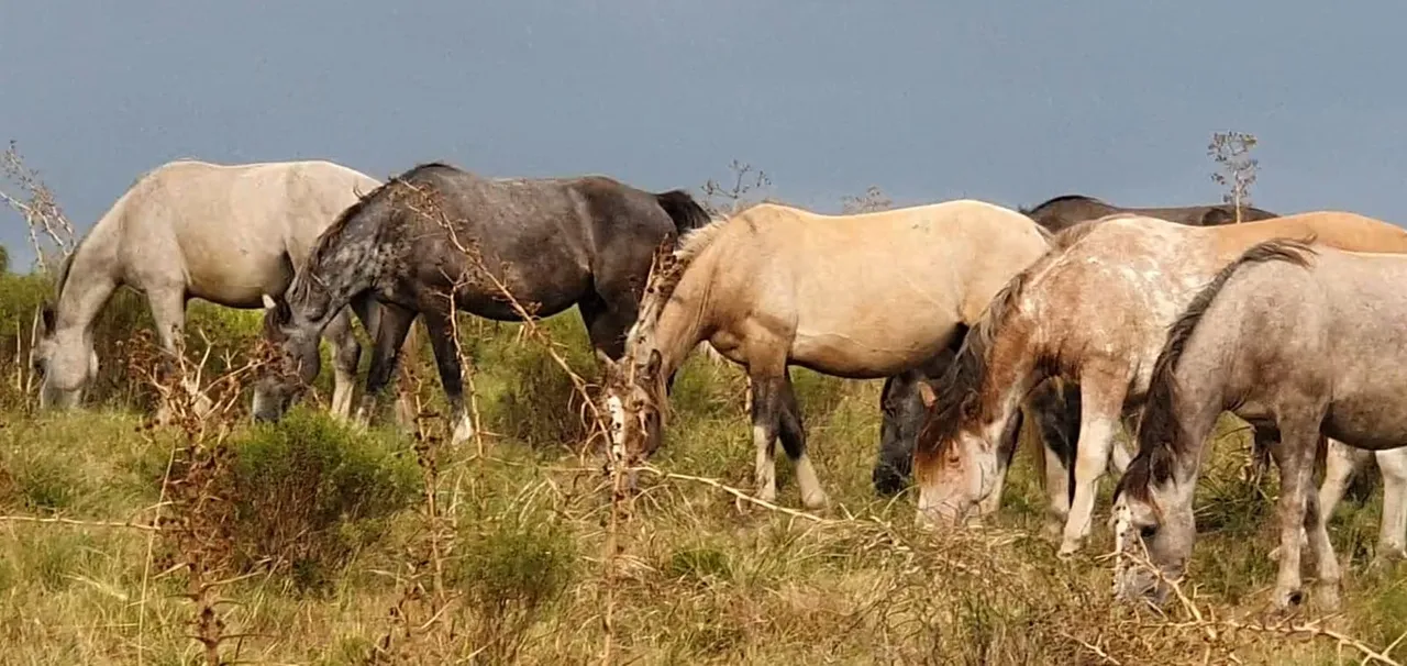 "potros e potras" no Brasil