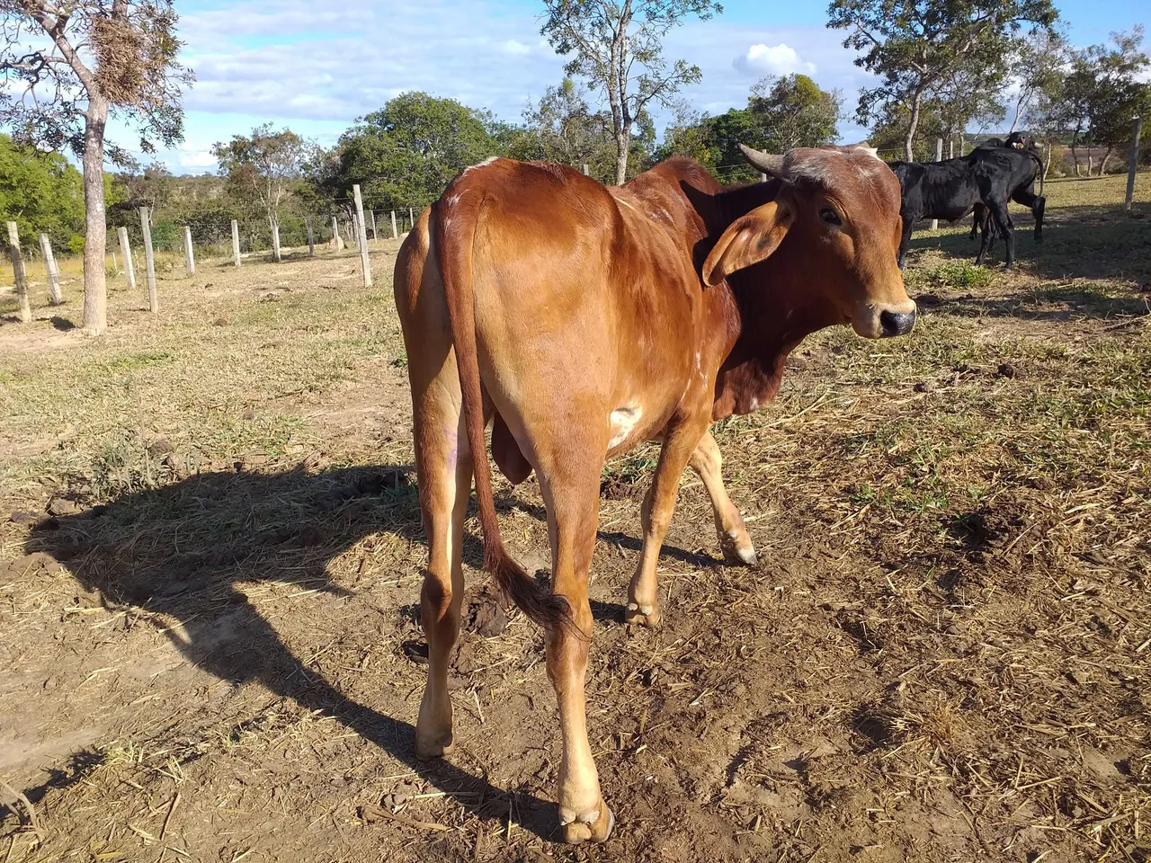 "bezerros ou bezerras" - Animais para agropecuária no Brasil