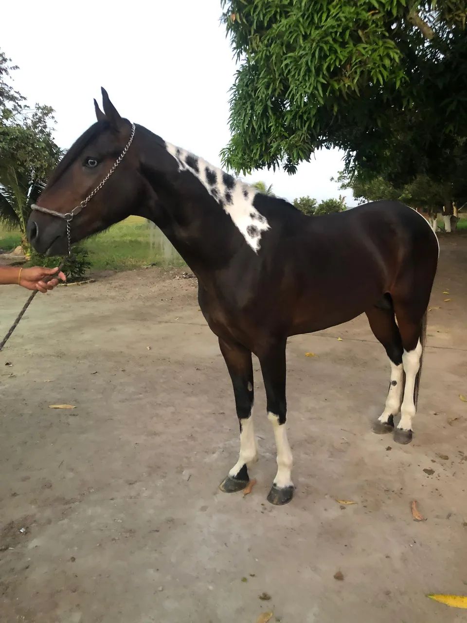 Pra vender cavalo MM de picado - Animais para agropecuária - Umbaúba ...