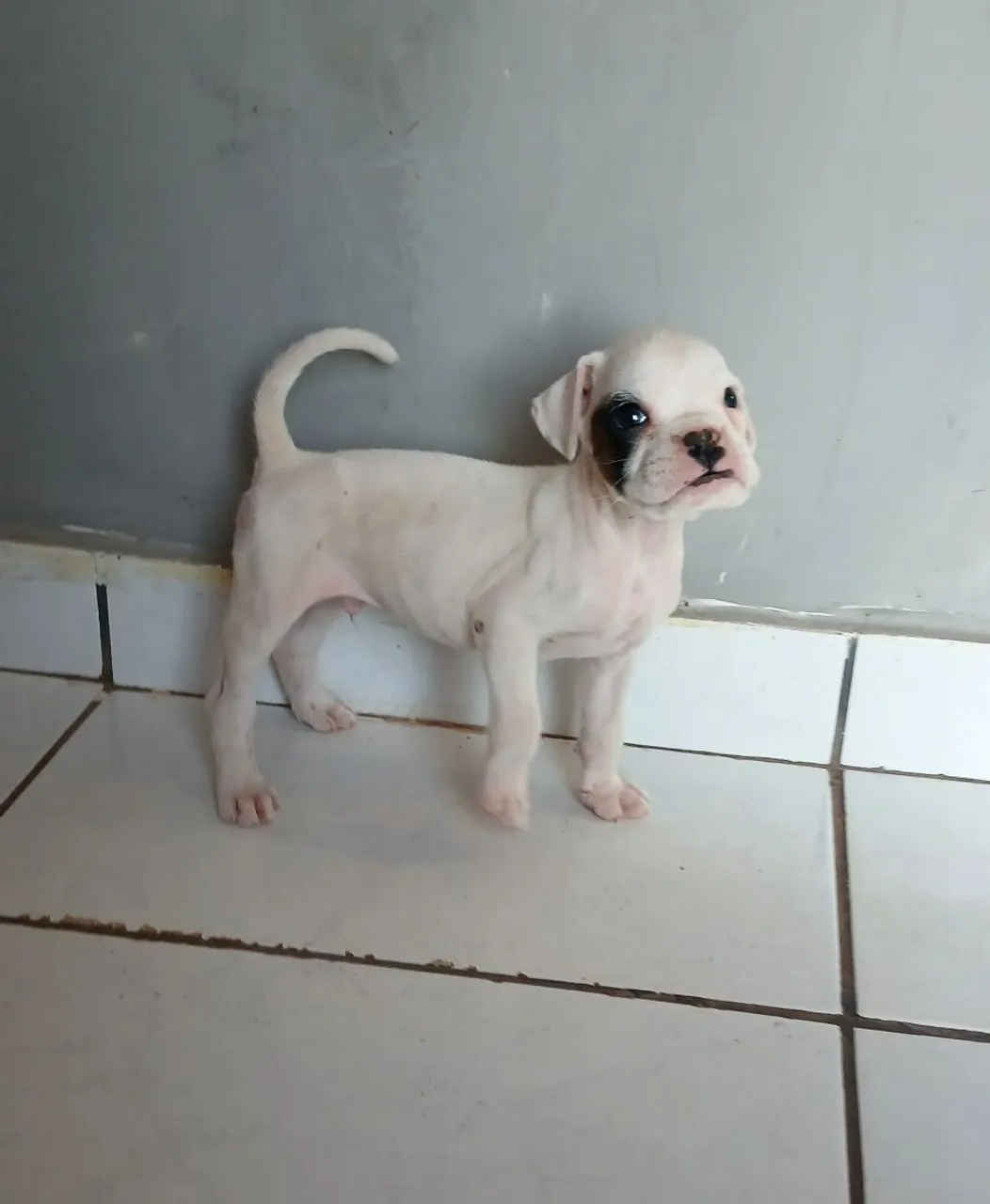 "filhotes de boxer" - Cachorros no Brasil