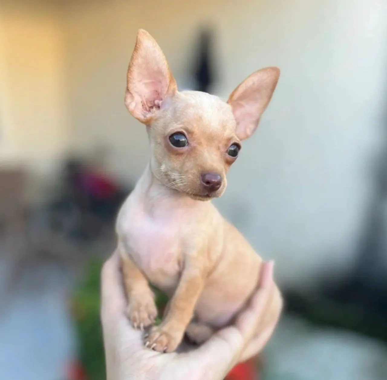 "pinscher 0" - Cachorros no Brasil
