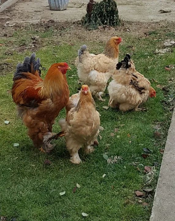 Ovos galados galinha brahma lemon pyle, brahma buff, brahma buff blue ...