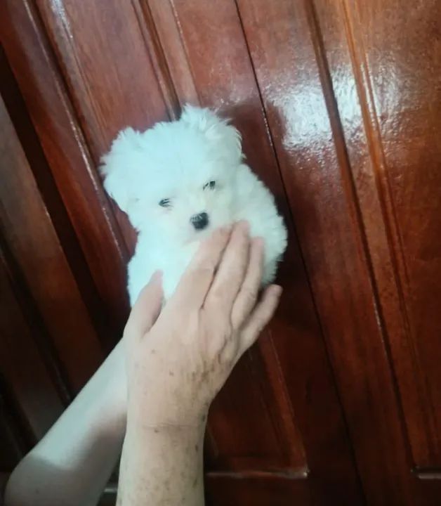 Filhote Maltês Macho Baby Face - Cachorros - Jardim Amanda I ...