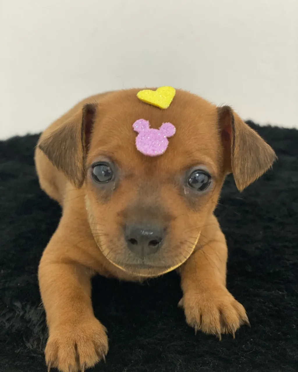 "pinscher 00 miniatura" - Cachorros no Brasil