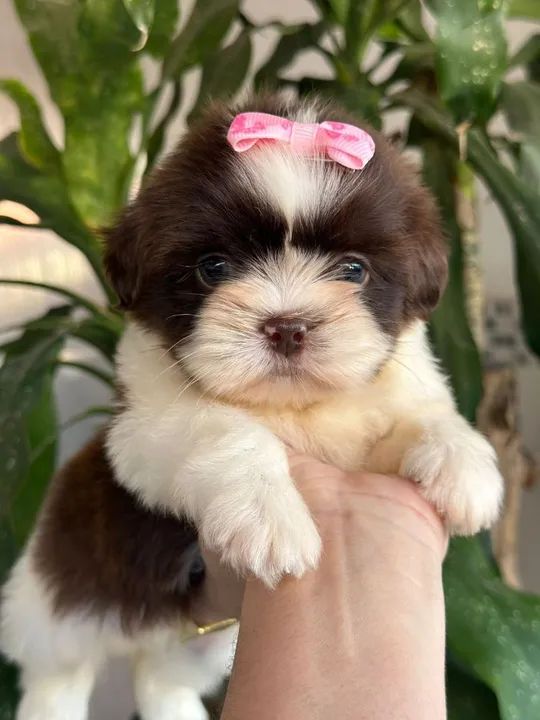 "shih tzu marrom" no Brasil