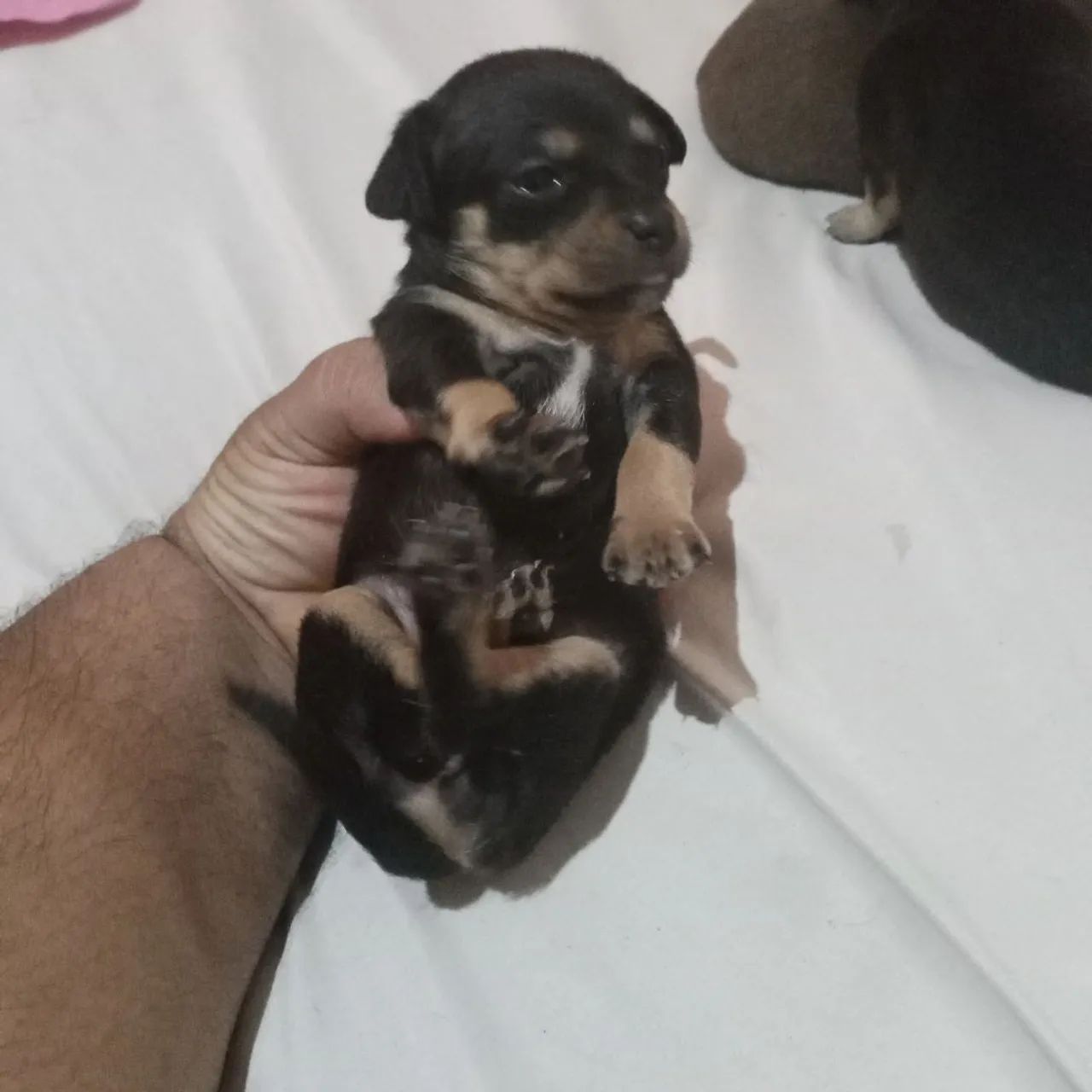 "pinscher numero 1" no Brasil