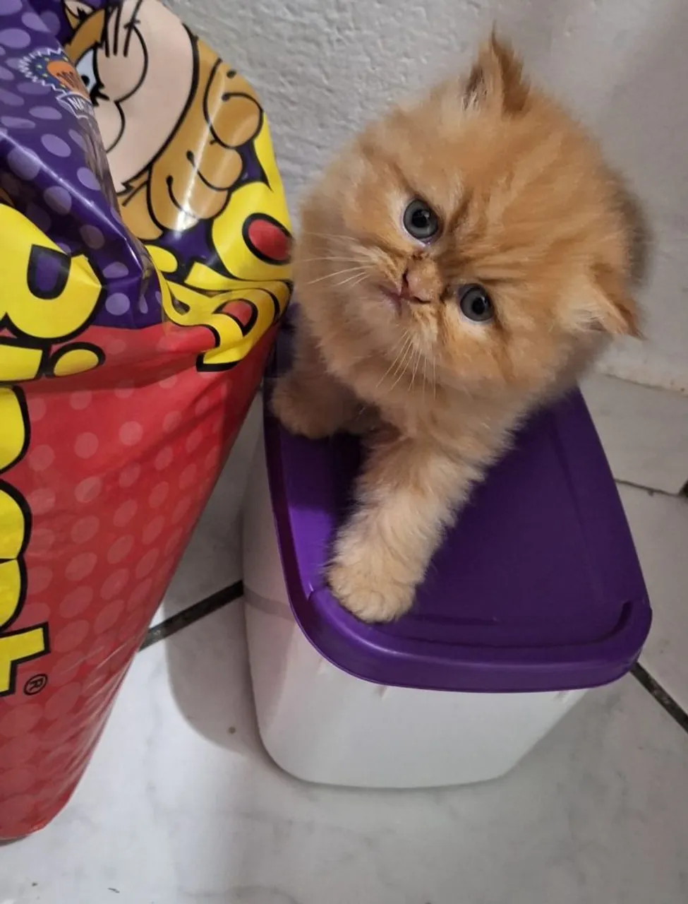 "gato laranja" - Gatos no Brasil