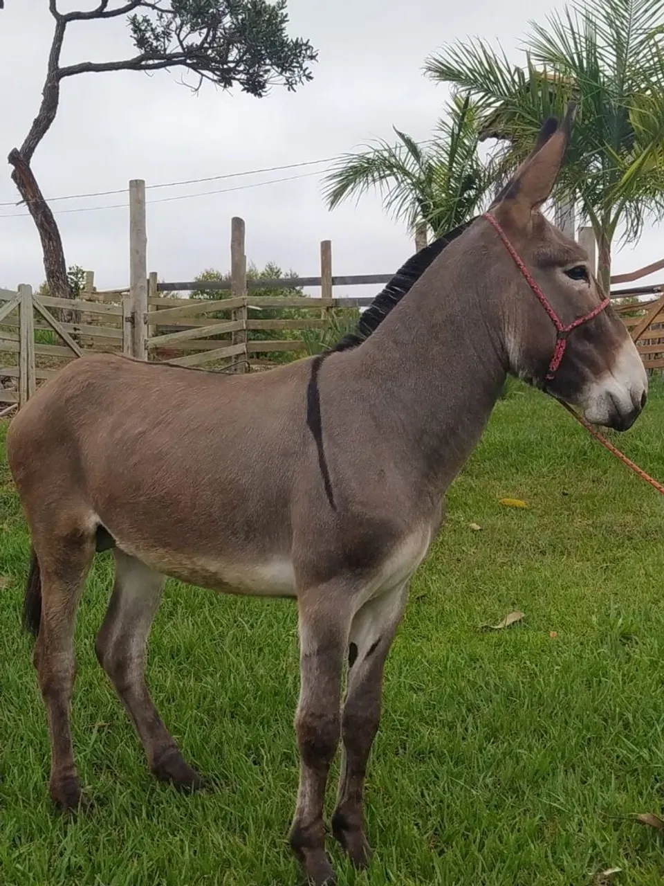 "jumentos" no Brasil