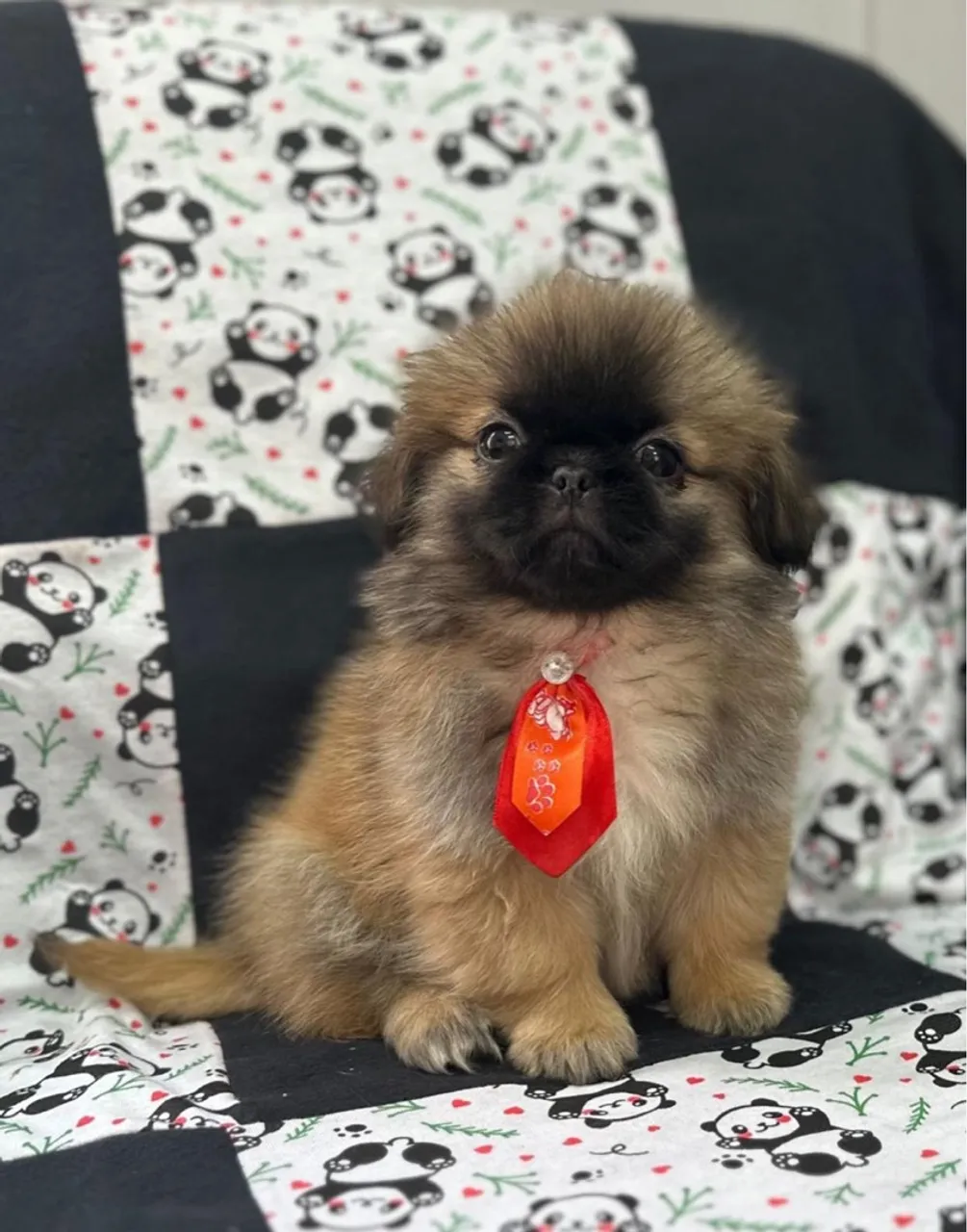 "filhote pequines" - Cachorros no Brasil