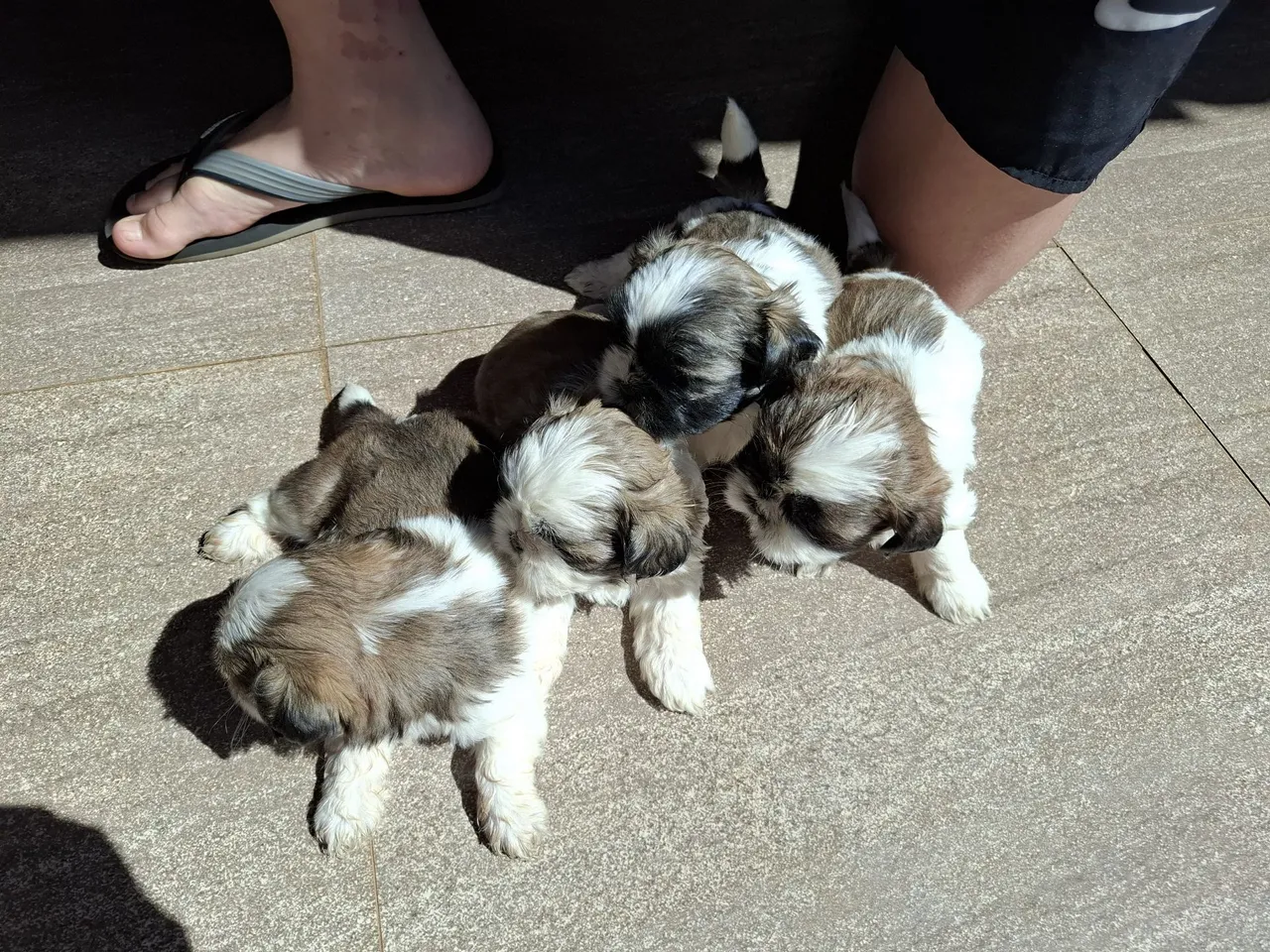 "filhotes de shih tzu mini" - Cachorros no Brasil