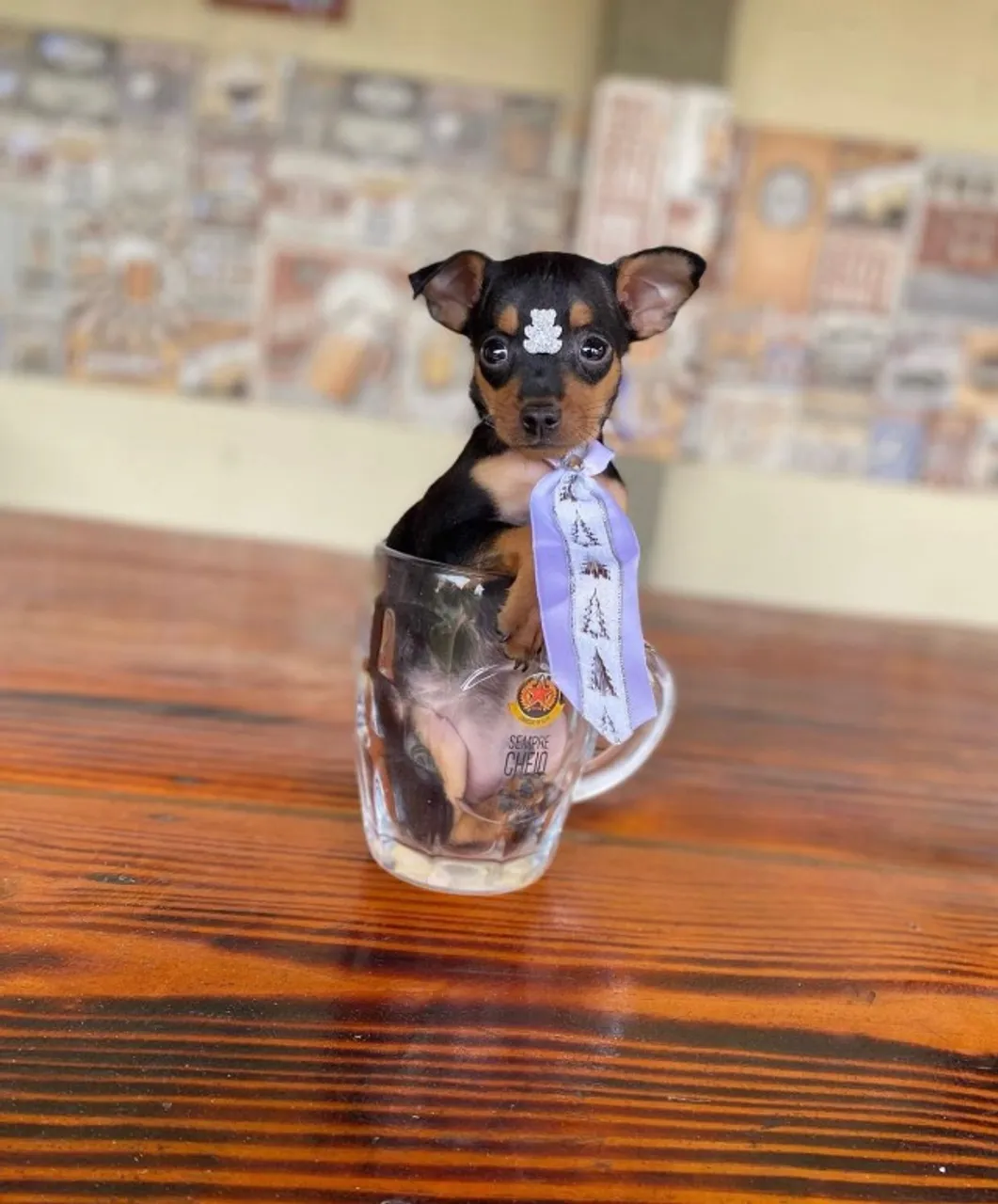 "pinscher 00 miniatura" - Cachorros no Brasil