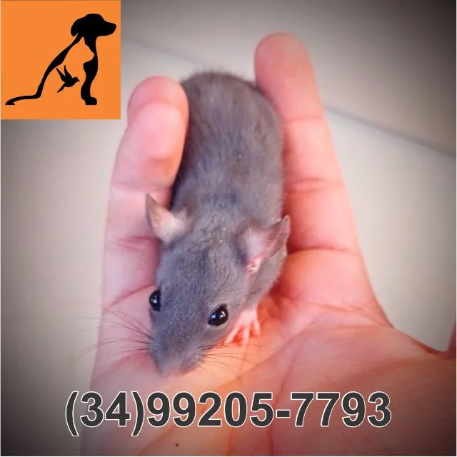 Rato twister dumbo | +33 anúncios na OLX Brasil