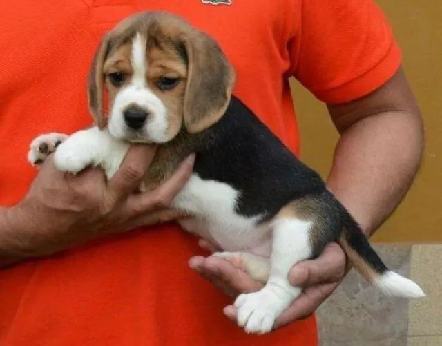 "beagle bicolor femea" no Brasil