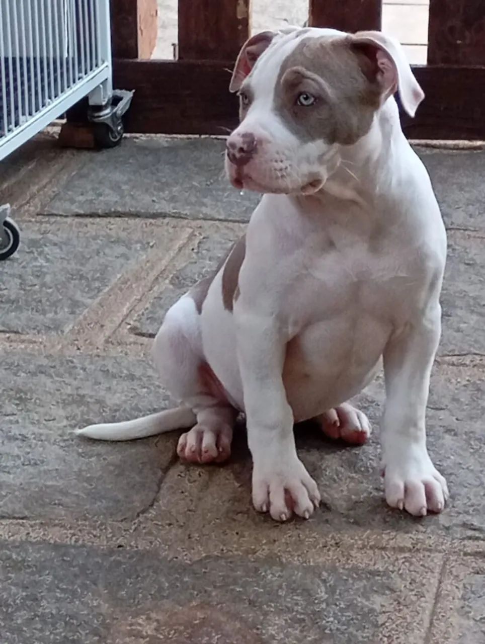 Pit Monster - Monster Bull - Filhotes - Fêmeas - Cachorros - Carlos ...