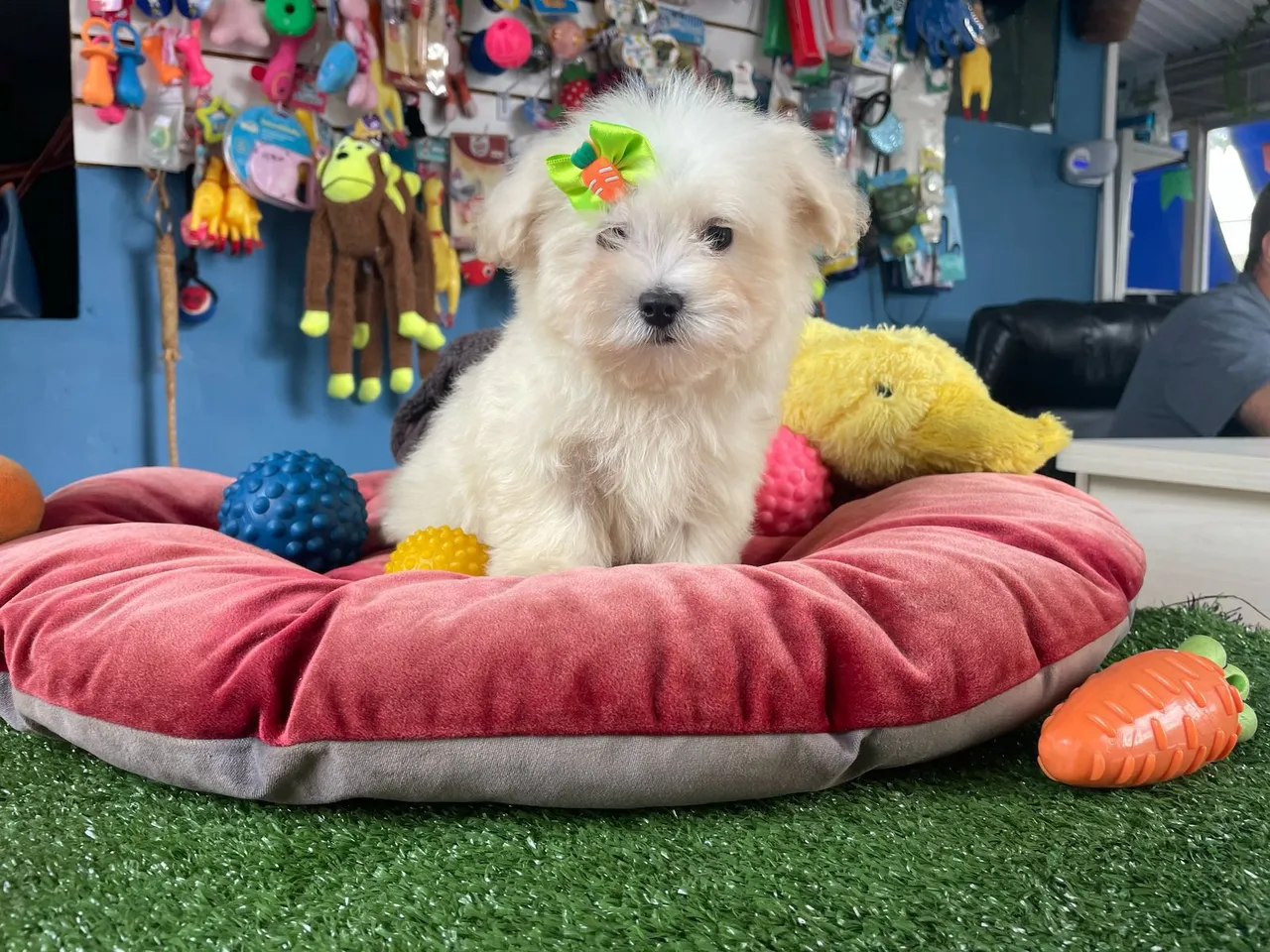 "cachorro malteis" - Cachorros no Brasil