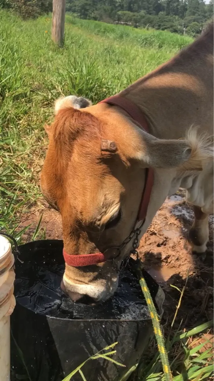 "mini vaca" - Animais para agropecuária no Brasil