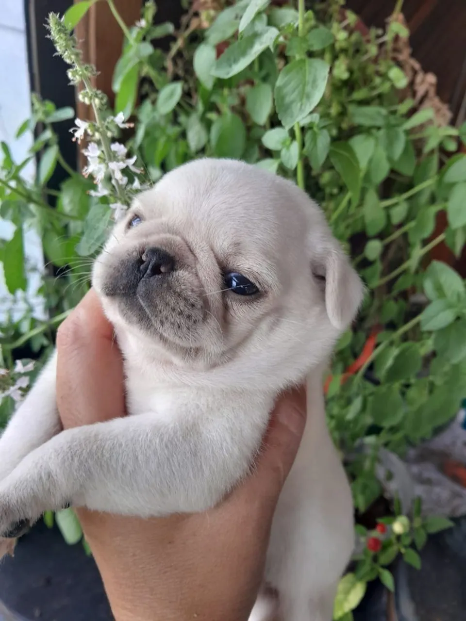 "filhotes de pug com pedigree" - Cachorros no Brasil