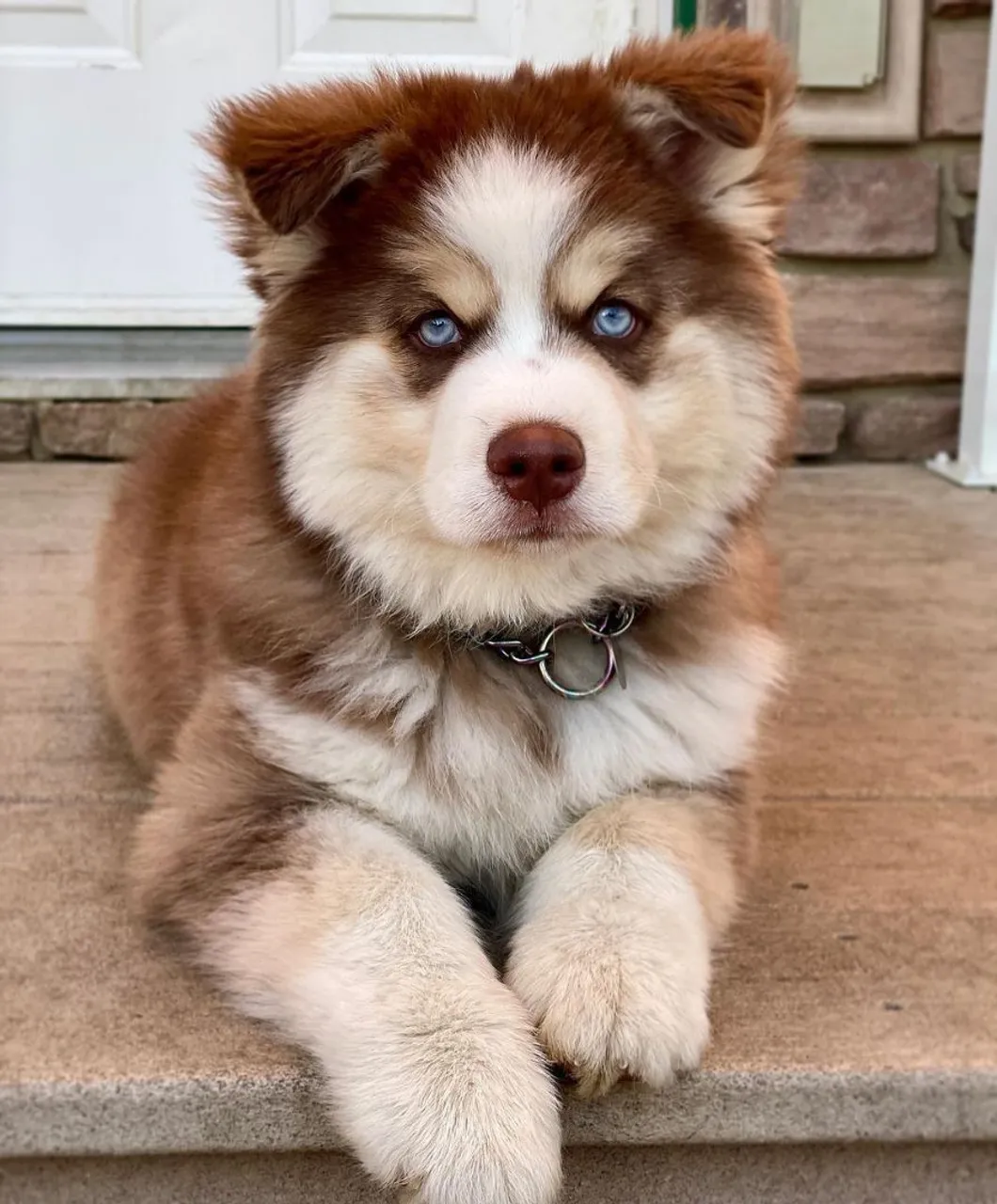 "huski seberiano" no Brasil