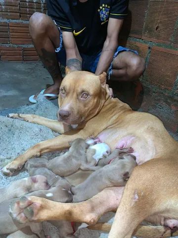 Pit monstro | +14 anúncios na OLX Brasil