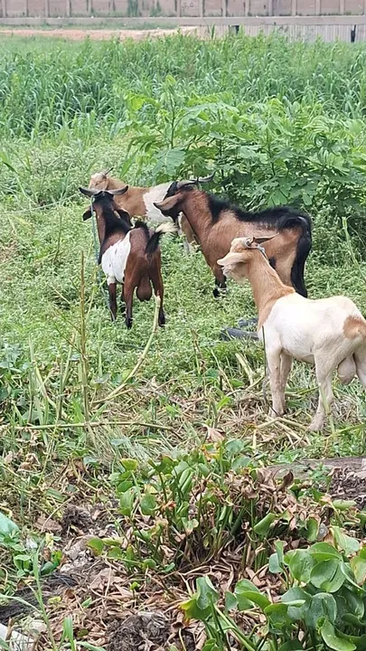 "bodes e cabras" no Brasil