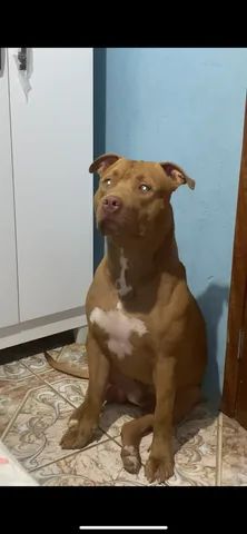 "pit monster adulto" no Brasil