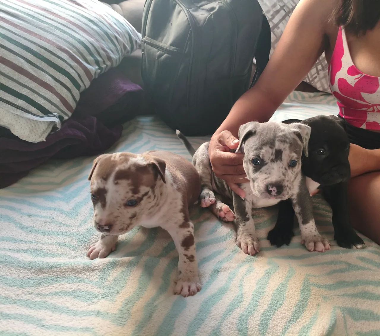 Filhotes de Pitbull Merle disponíveis - Cachorros - Centro, Nova Odessa ...