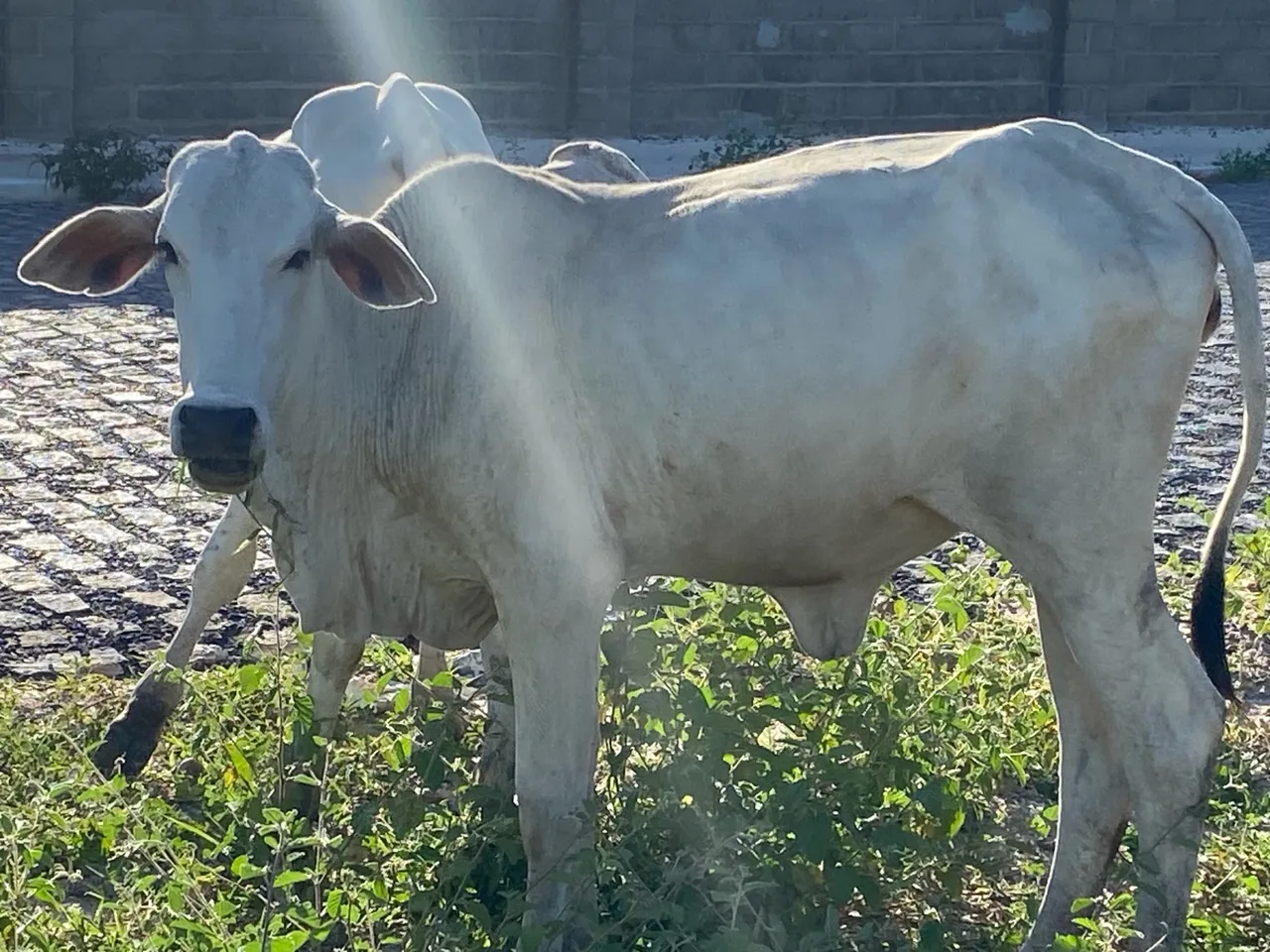 "novilhas nelores" no Brasil