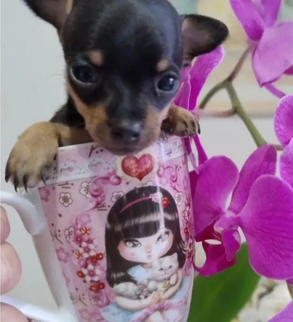 "pinscher micro" - Cachorros no Brasil