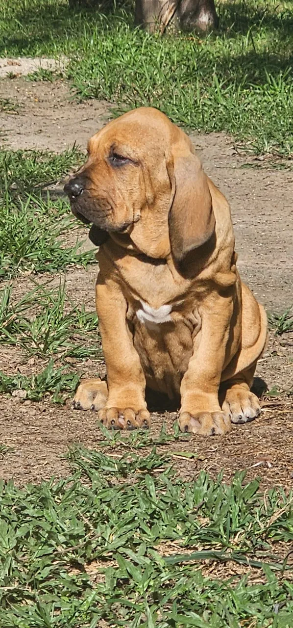 "fila brasileiros" no Brasil