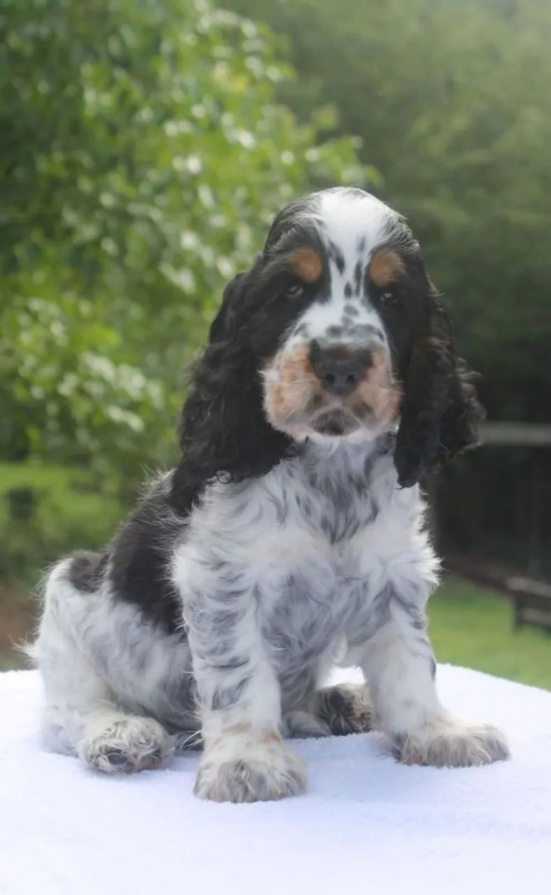Filhotes de Cocker Spaniel Legítimos! - Cachorros - Imbuí, Salvador ...