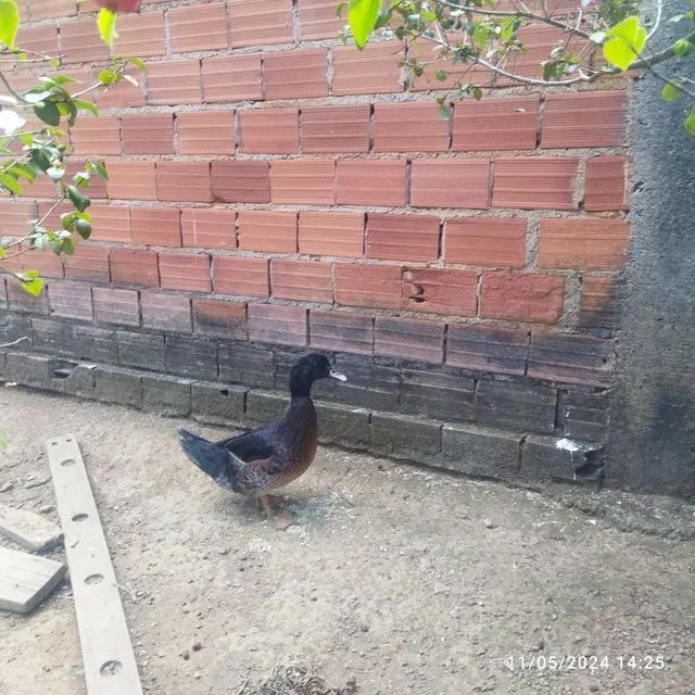 "marrecos rouen" no Brasil