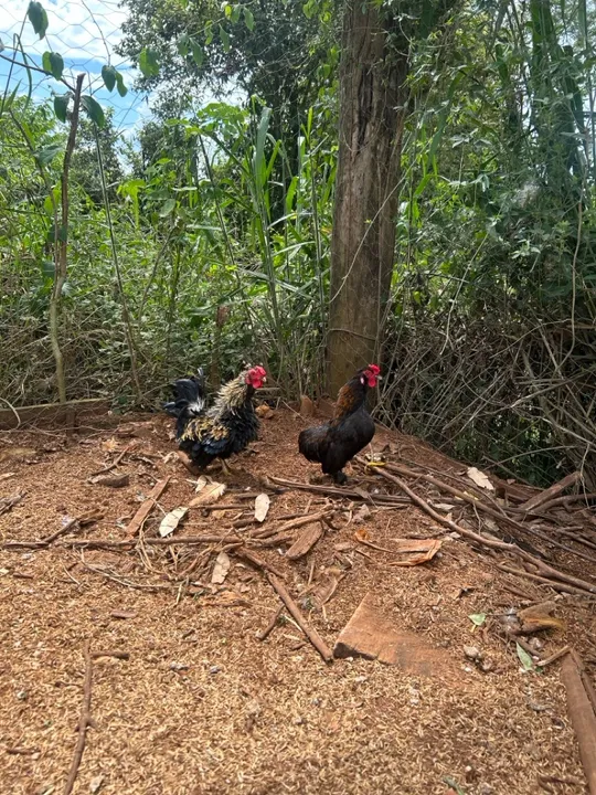 "garnizes" no Brasil