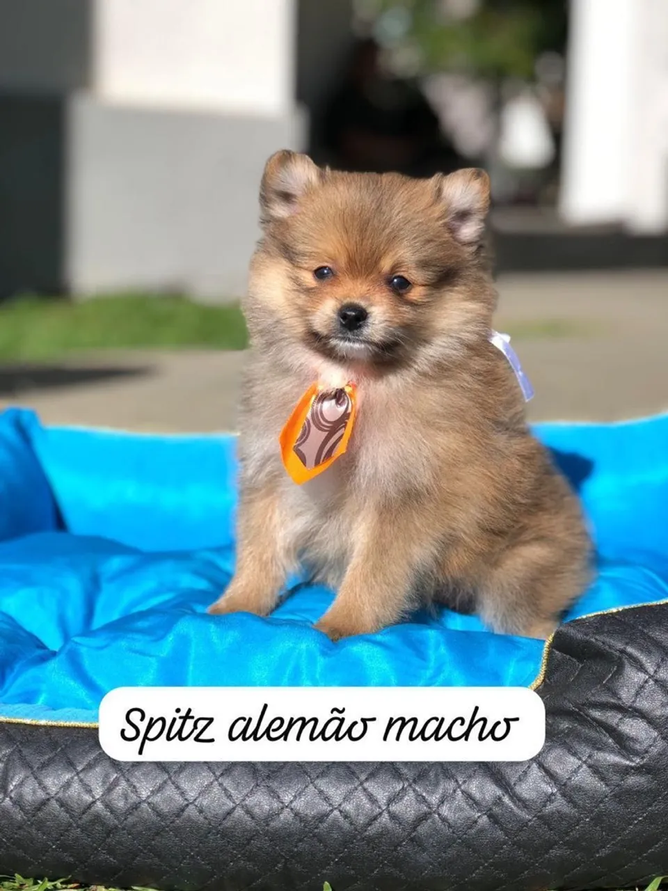 "espitz alemao" - Cachorros no Brasil