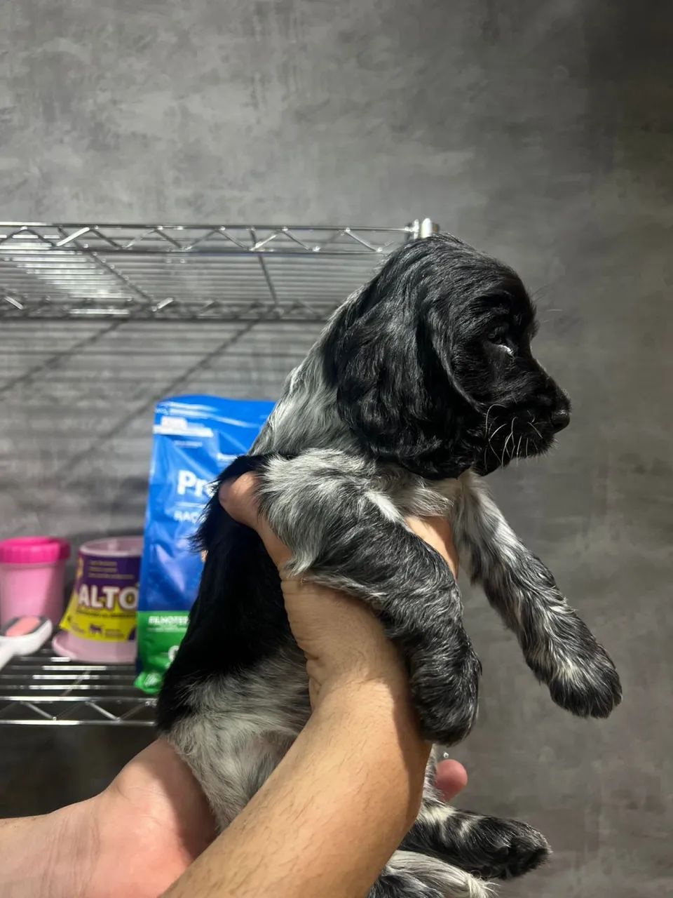 Cocker spaniel inglês fêmea - Cachorros - Sandra Cavalcante, Campina ...