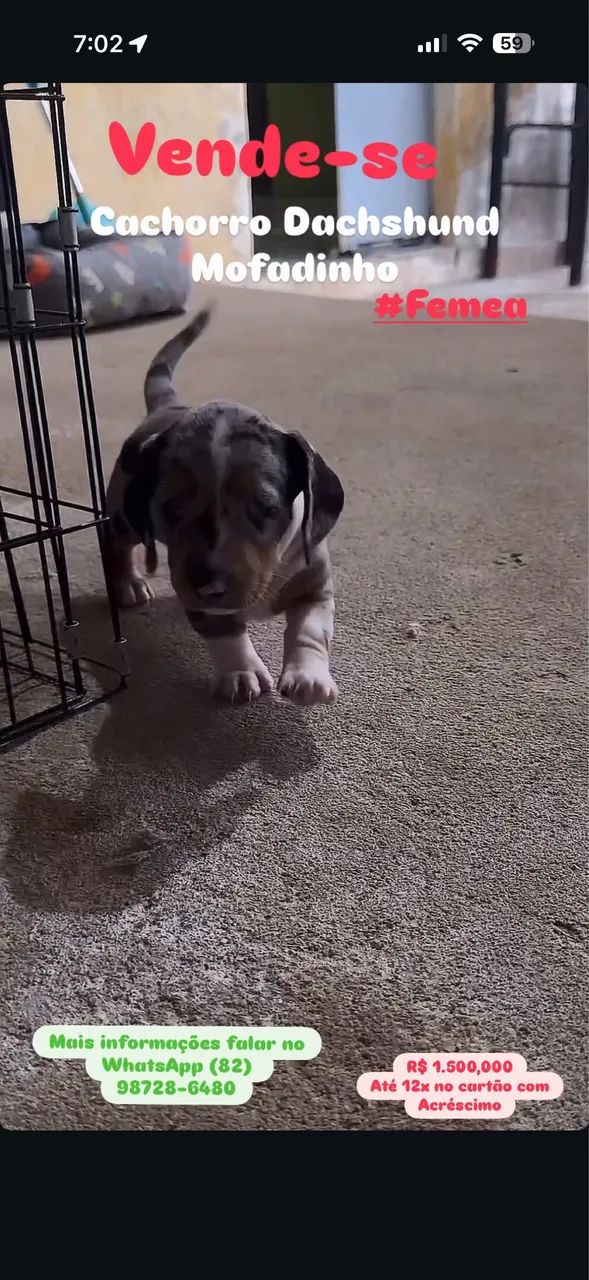 Cachorro Dachshund Mofadinho - Cachorros - Tenório Cavalcante, Palmeira ...