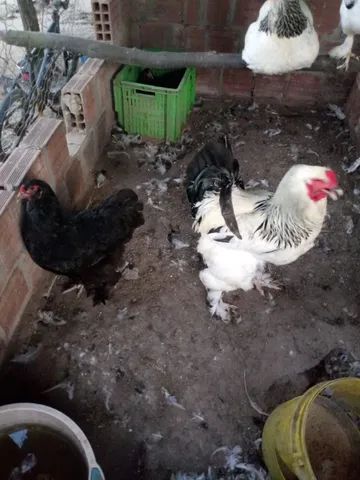 "pinto brahma" no Brasil